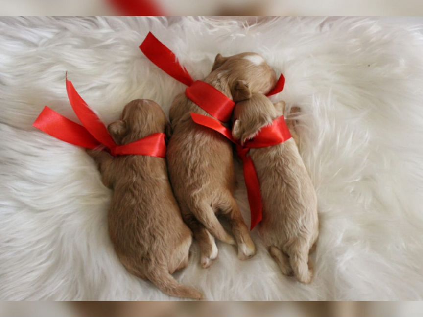 Мальтипу F1 в корейском типе