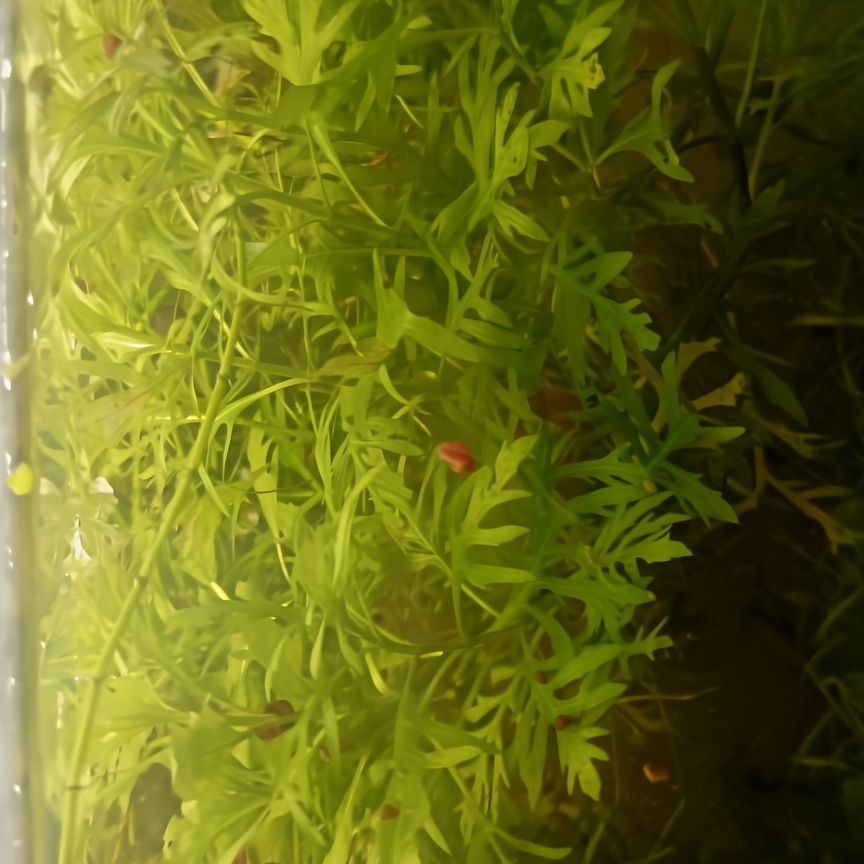 Растения для аквариума