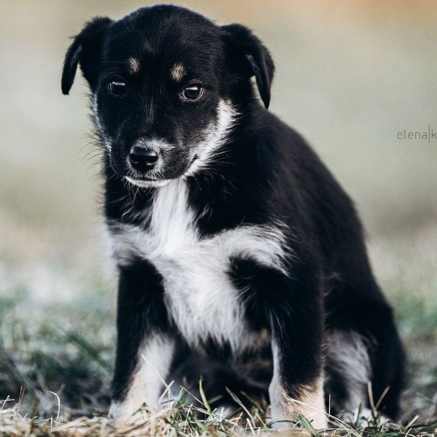 Щенок в добрые руки