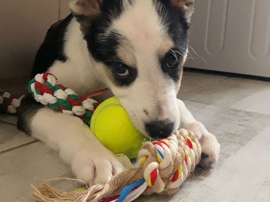 Никуся 3 мес