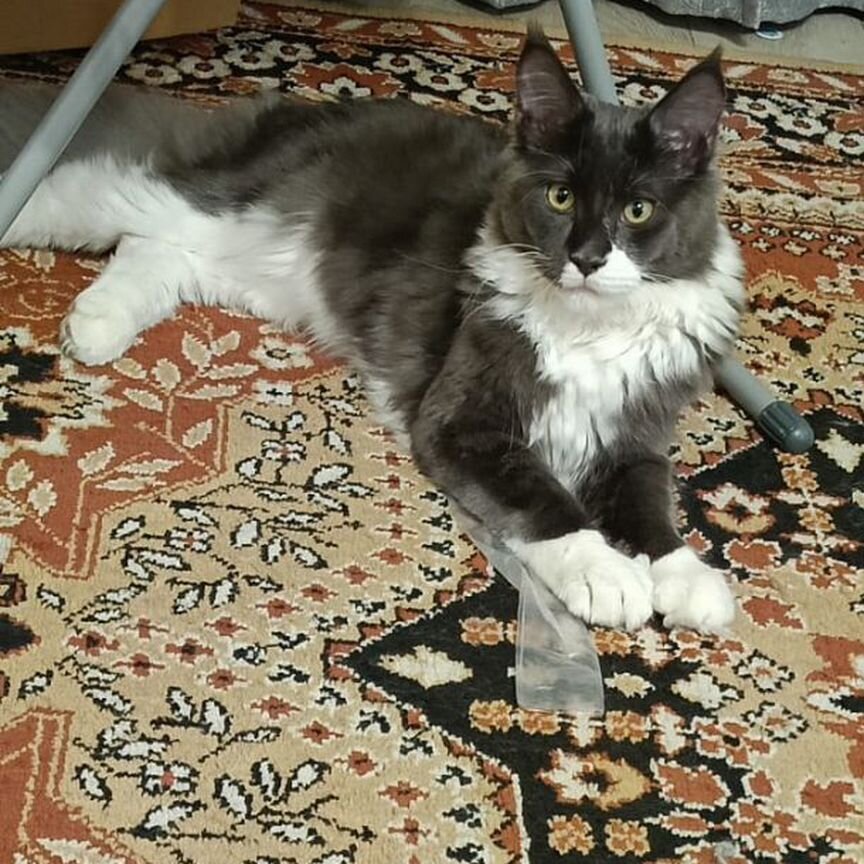 Мейн-кун котёнок