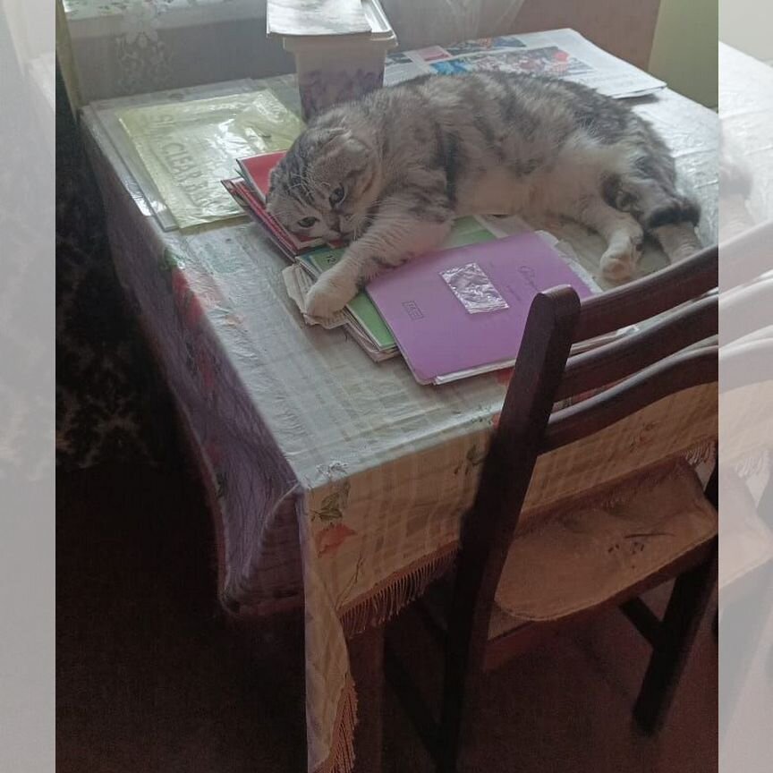 Шотландский вислоухий короткошёрстный кот, взрослый