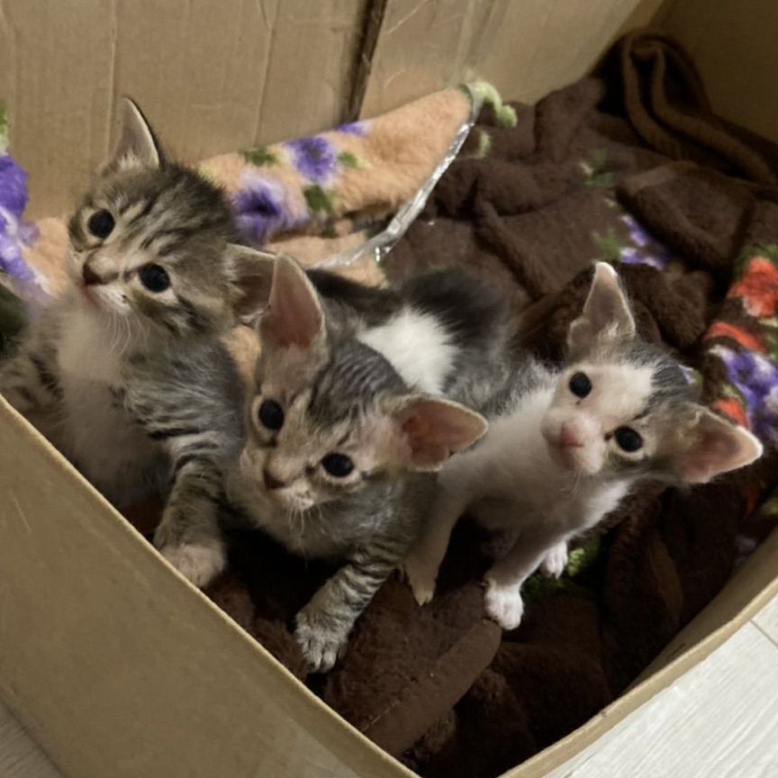 Котёнок в добрые руки