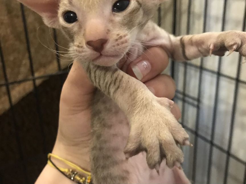 Котята ориенталы