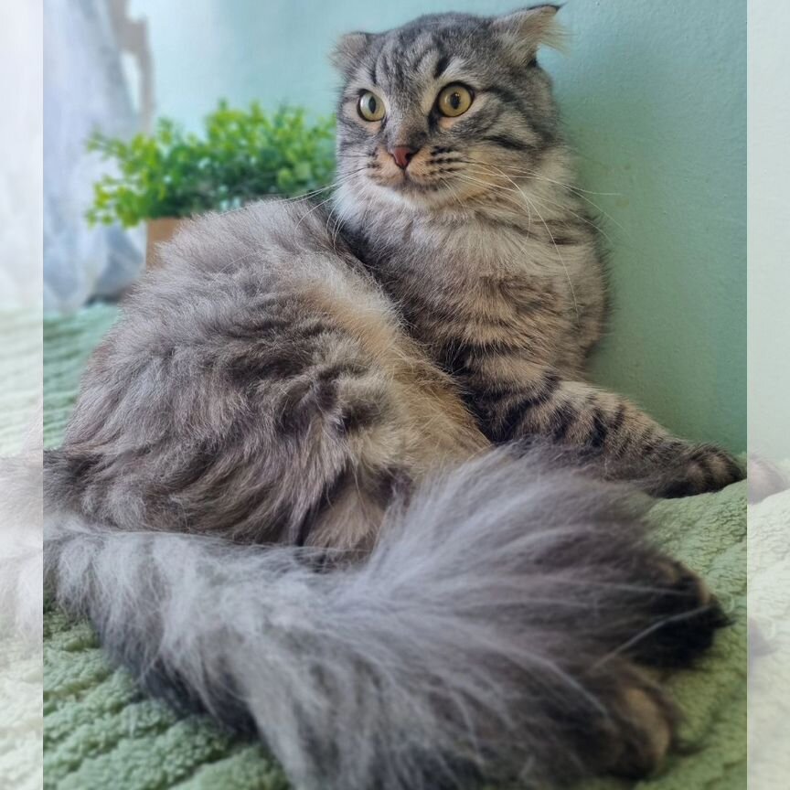 Роскошный ласковый котик хайленд - фолд