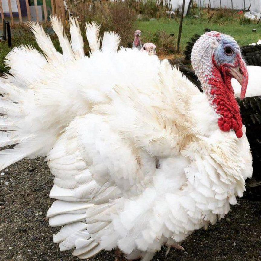 Индюк, индюшки,куры, петух