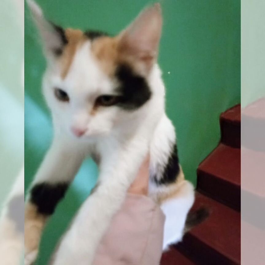 Котенок