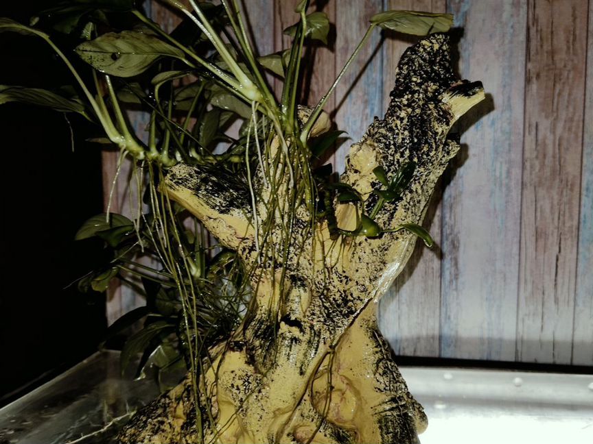 Грот и коряга заросшие растениями