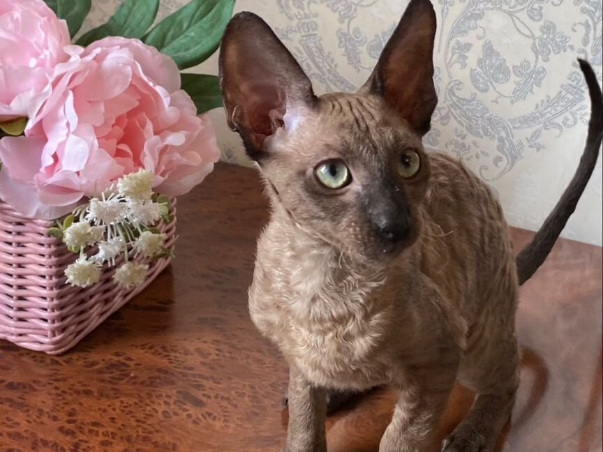 Котята корниш-рекс 3 мес с документами