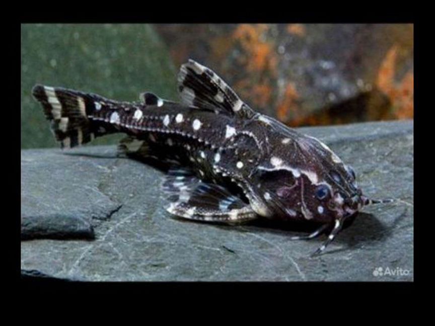 Агамикс звезчатый