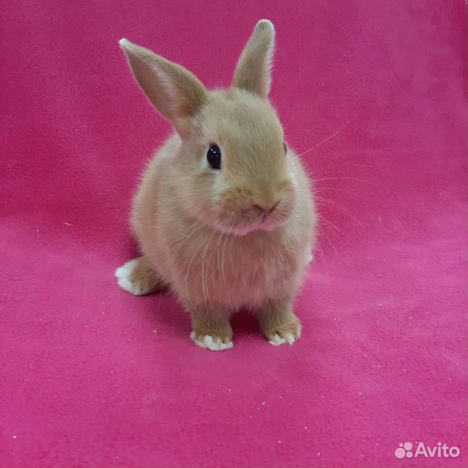 Крольчата карликовые