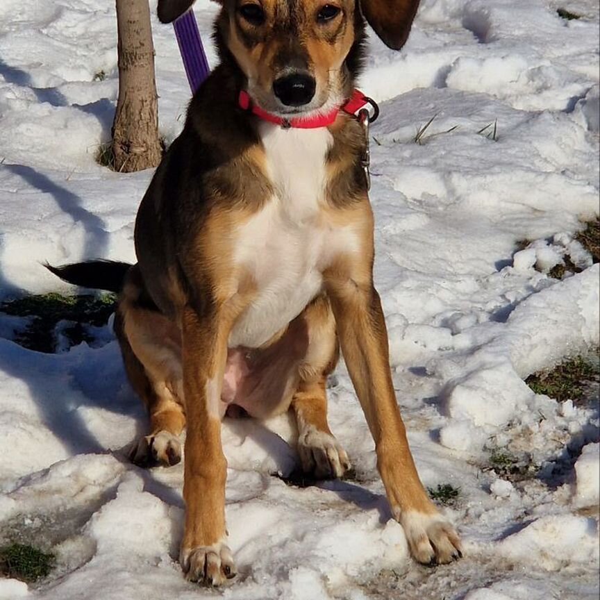 Собака для души