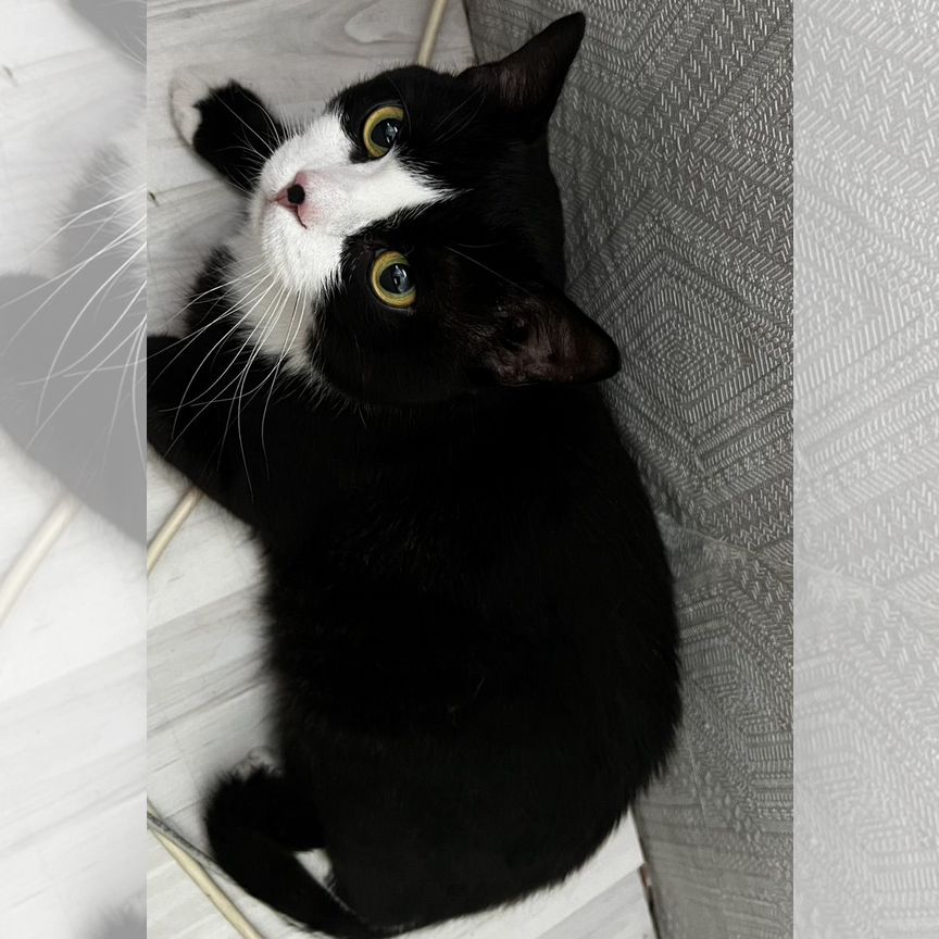 Нашли котика