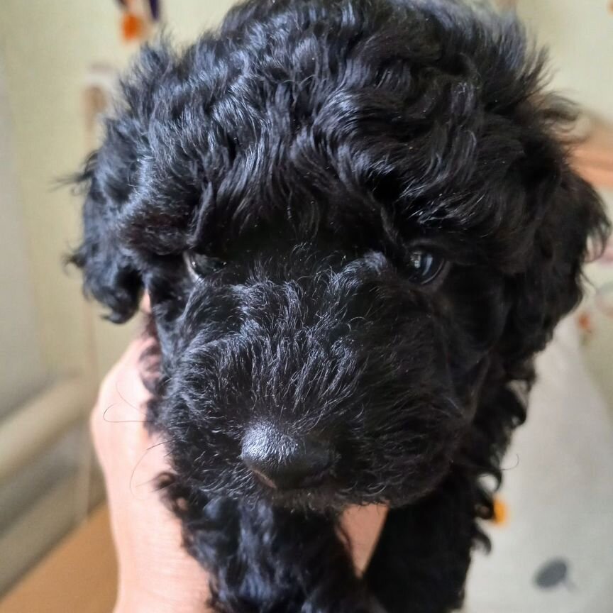 Карликовый пудель