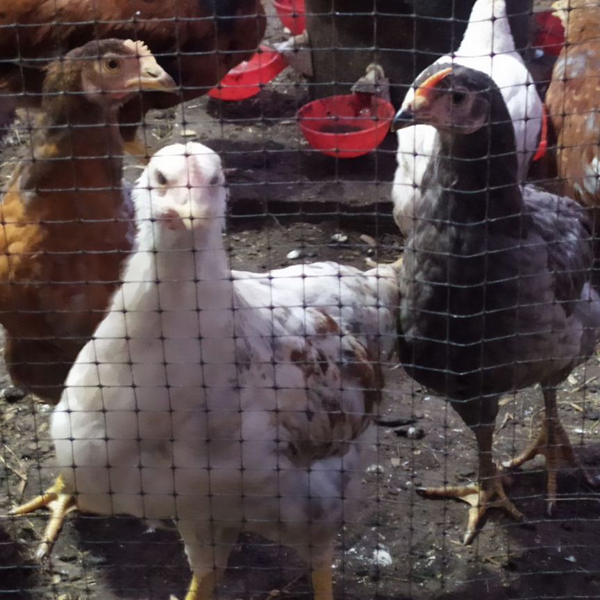 Молодые петухи