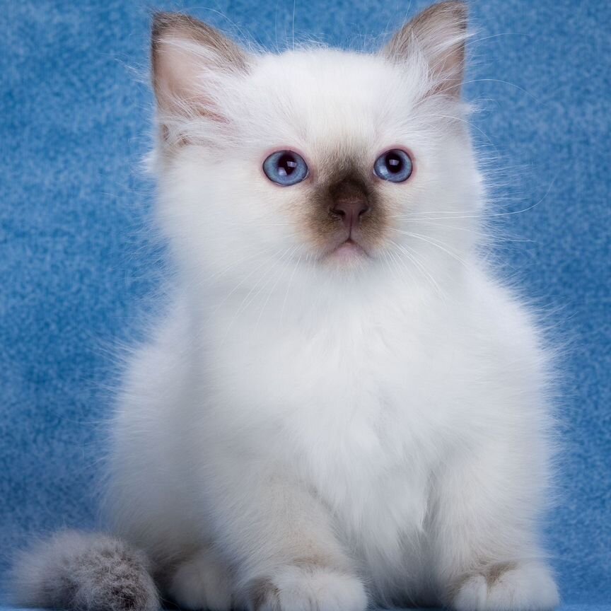 Котята Священная бирма