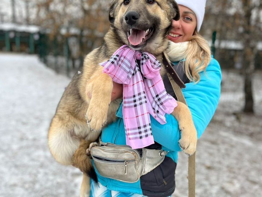 Собака из приюта