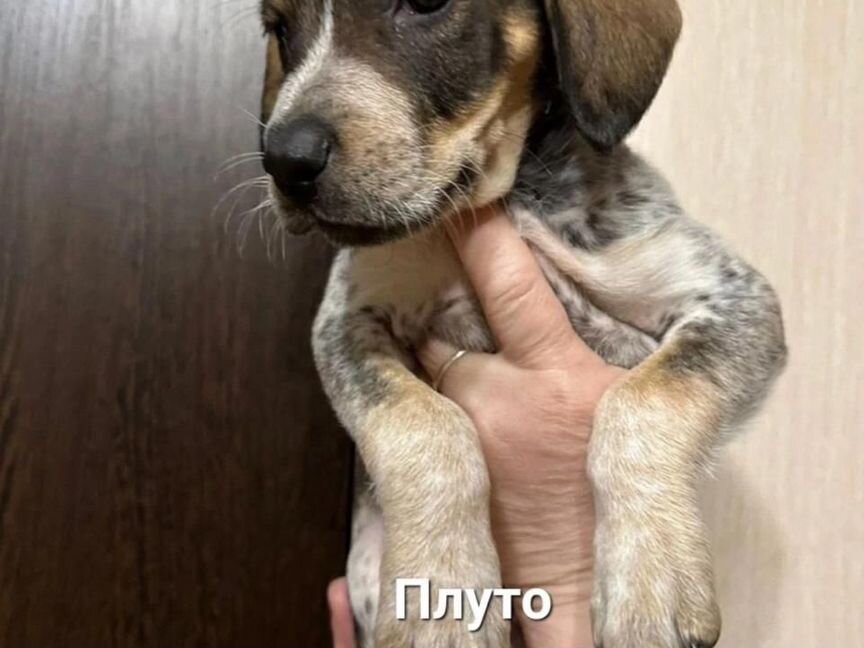 Щенки,2 мес.мальчики