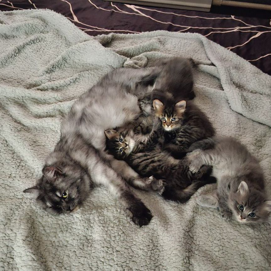 Отдам котят в добрые руки. Породистые