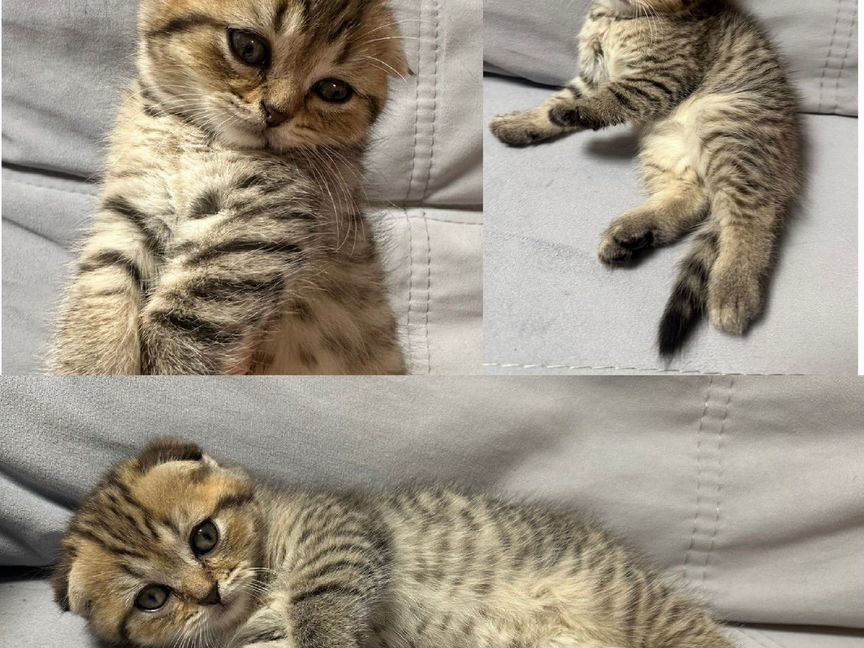 Шотландские котята
