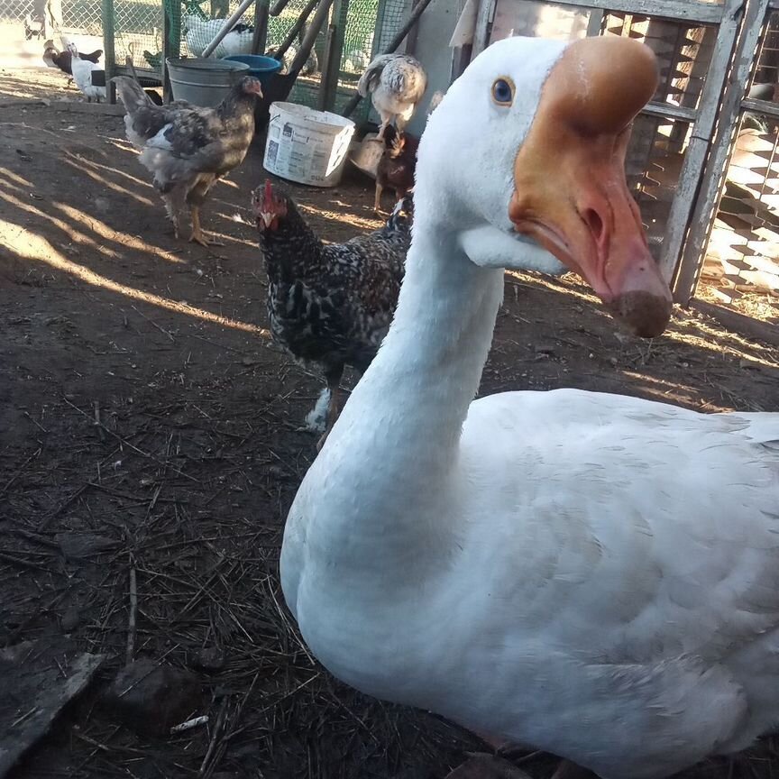 Гуси обмен на инюков