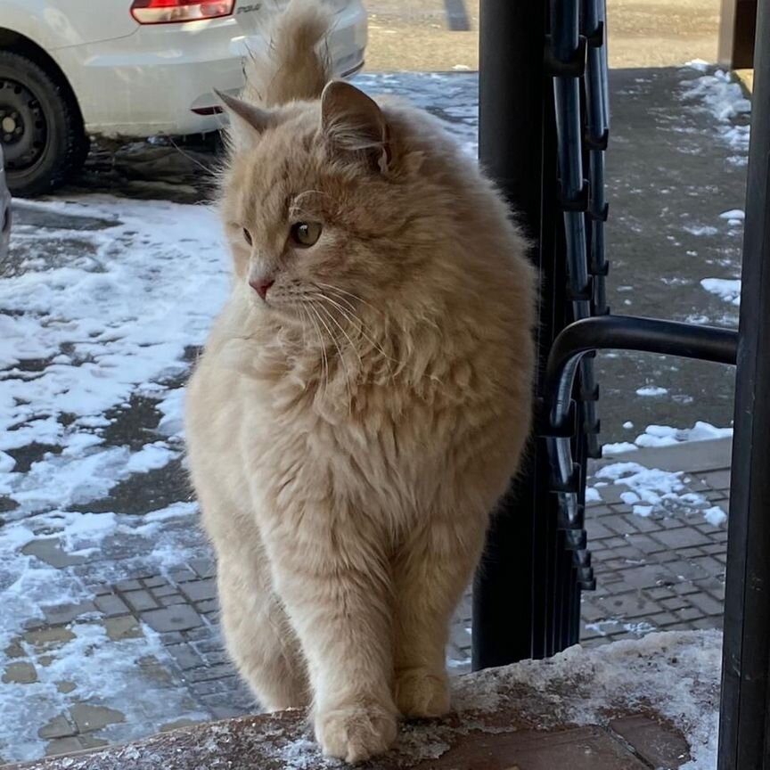 Котенок в добрые руки