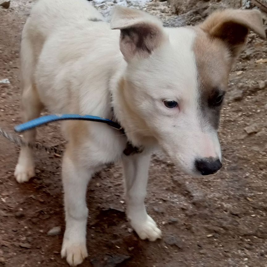 Щенок в добрые руки