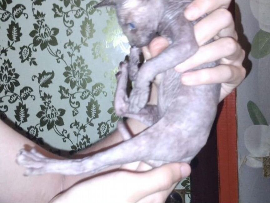Канадский сфинкс