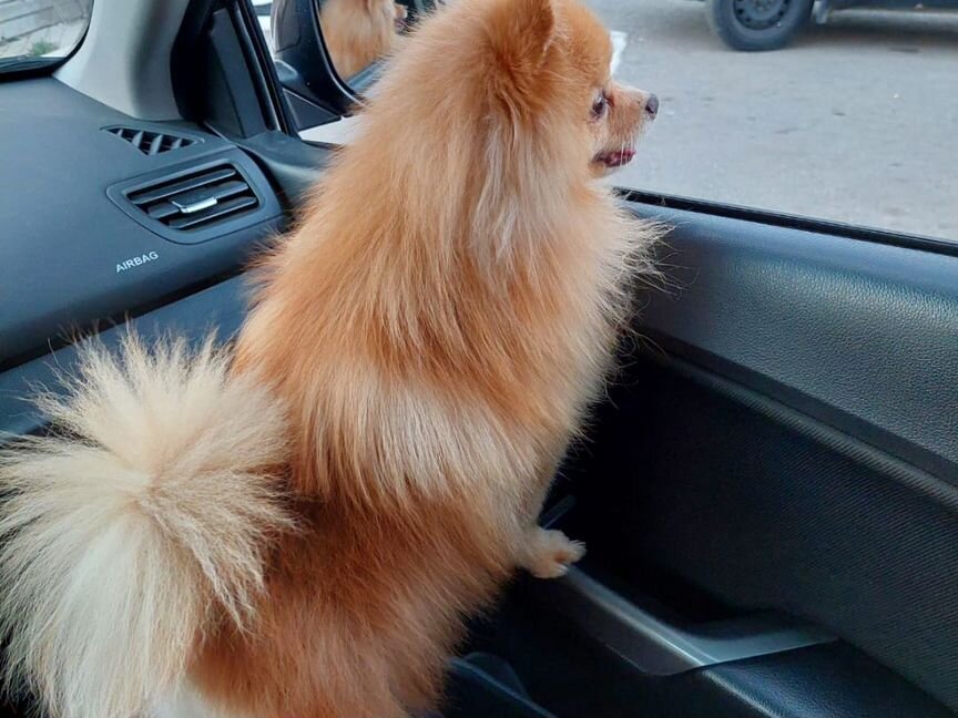 Померанский шпиц мальчик