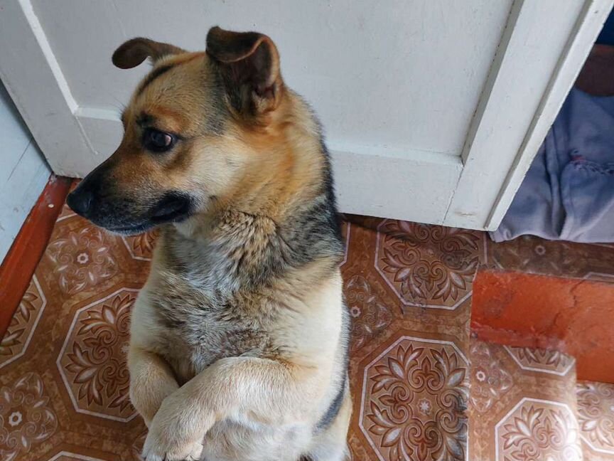 Классный песик