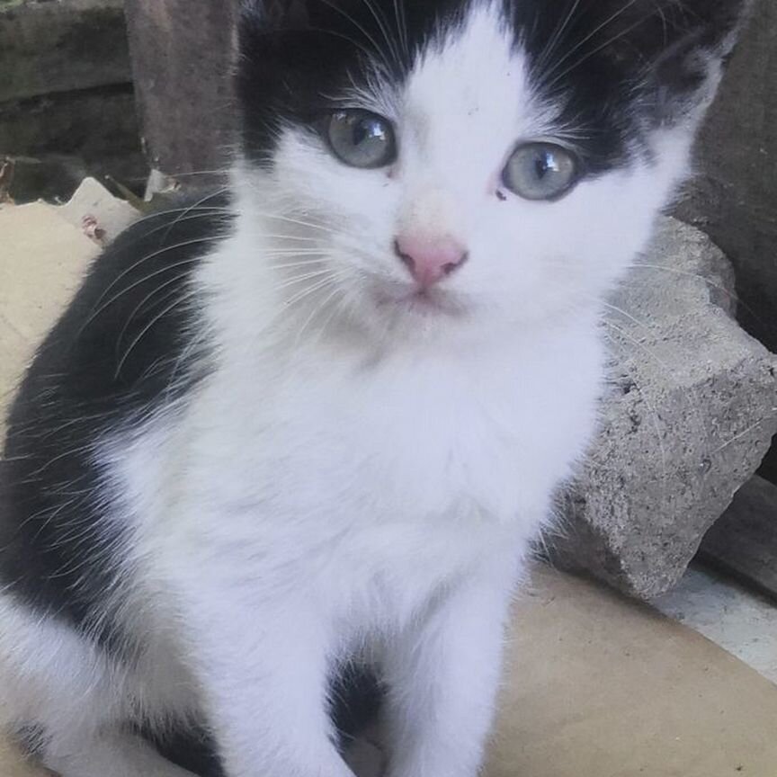 Котенок в беде