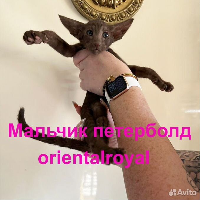 Элитный котёнок петерболд мальчик от папы чемпиона
