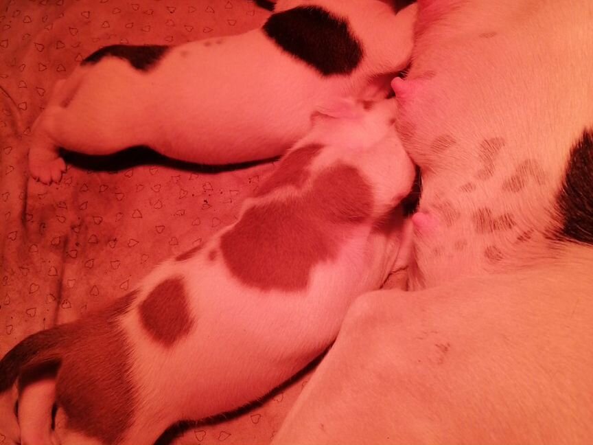 Продам стаффордширского терьера