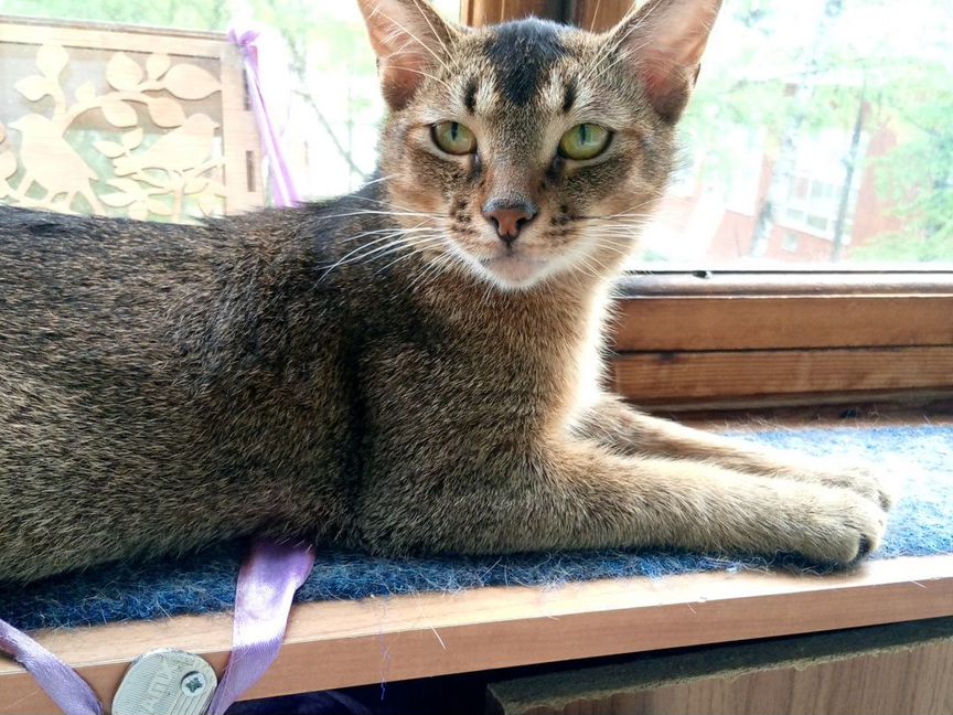 Амур годик и 2 месяца