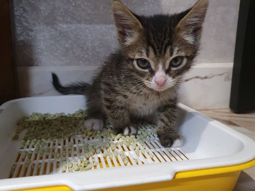 Луишу бросила мама. Спасен один из четырех