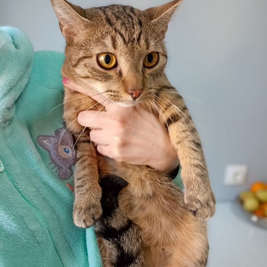 Котёнок Тигреночек