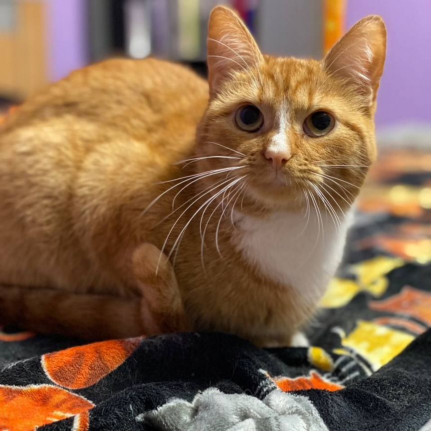 Рыжая бестия в добрые руки