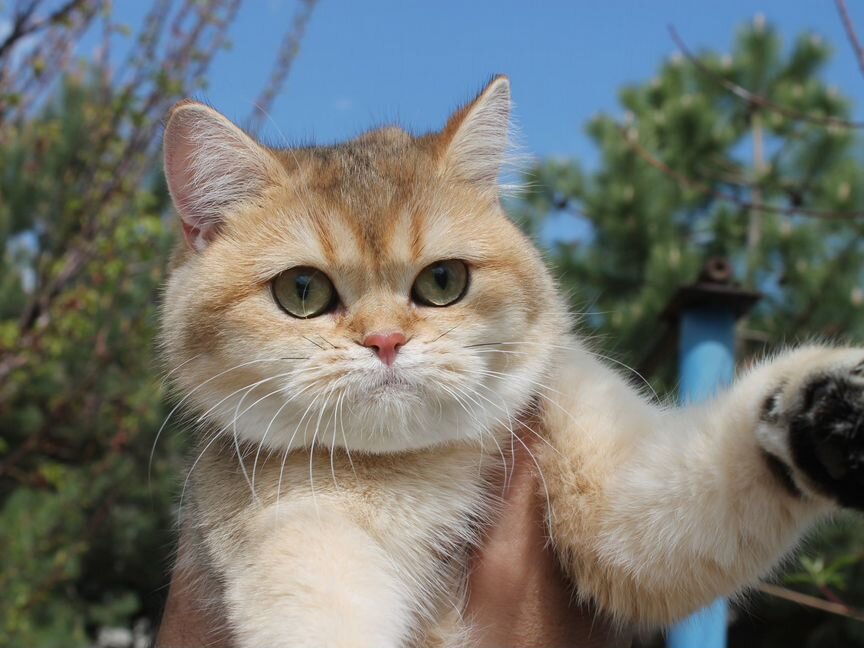 Британская шиншилла