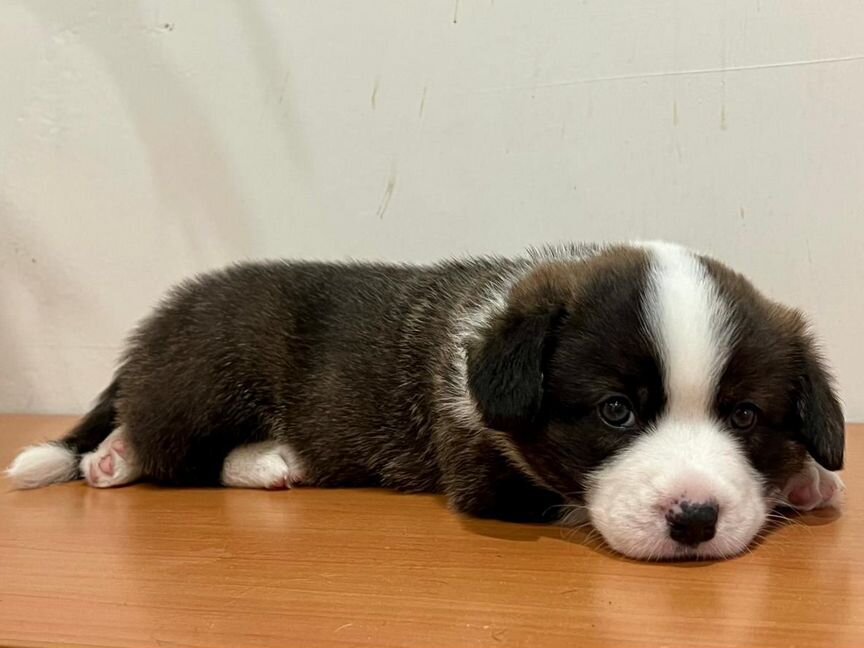 Самые красивые детки вельш-корги кардиган