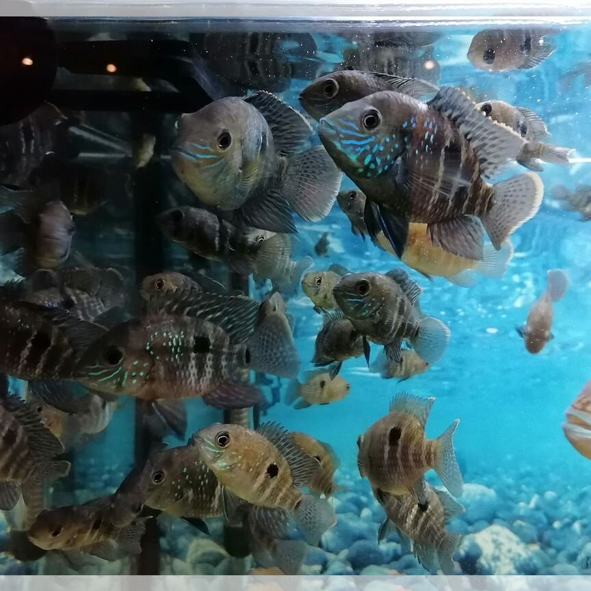 Аквариумные рыбки