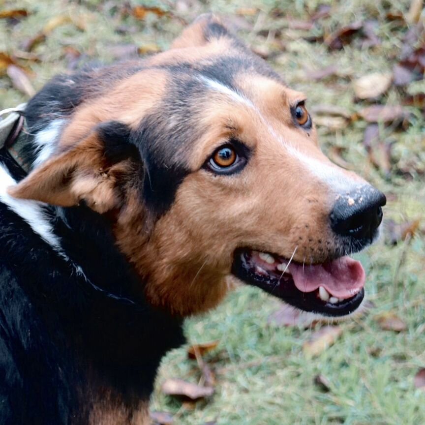 Крутой Морс ищет семью