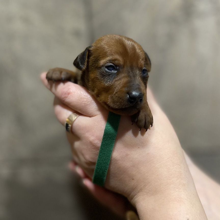 Малыши цвергпинчера