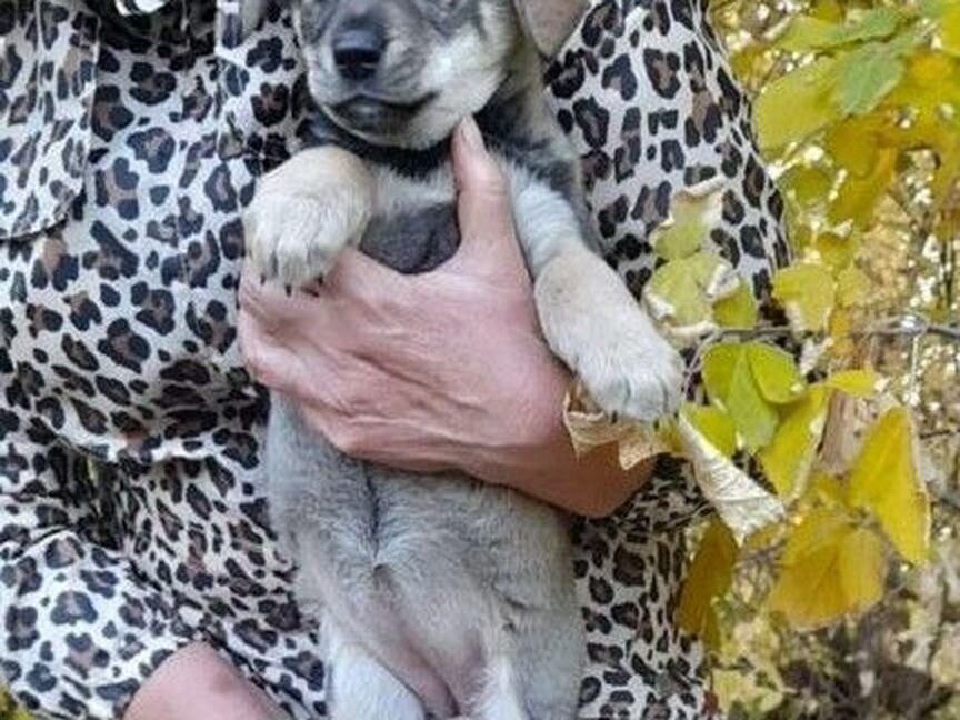 Два щеночка девочки остались одни