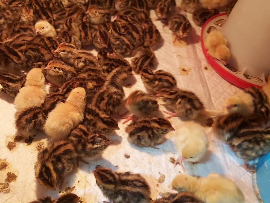 Цыплята суточные