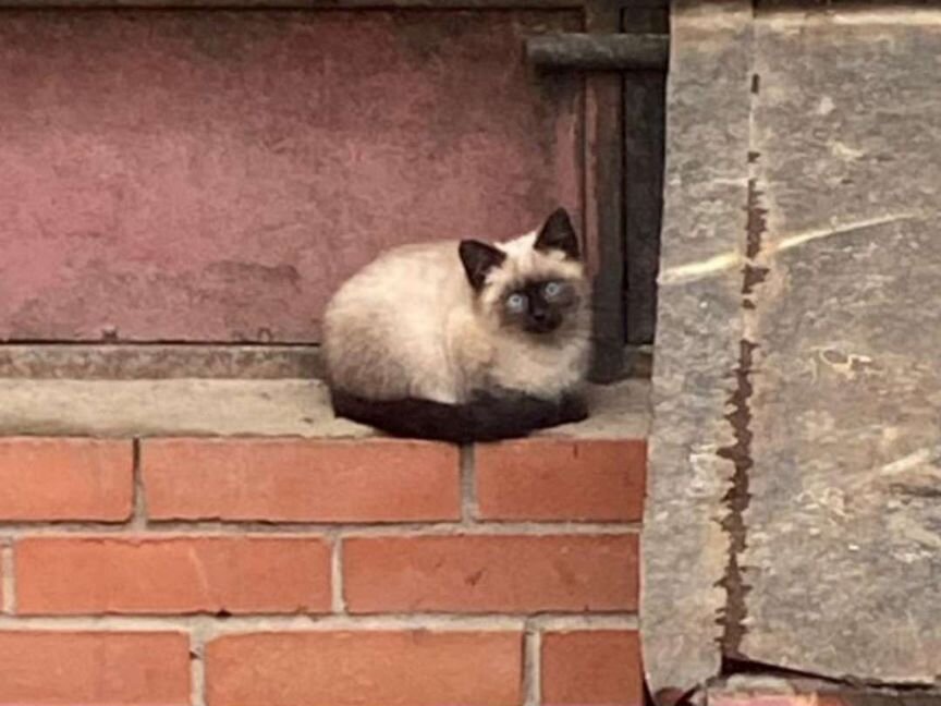 Сиамский бездомный котёнок,сиамский подкидыш