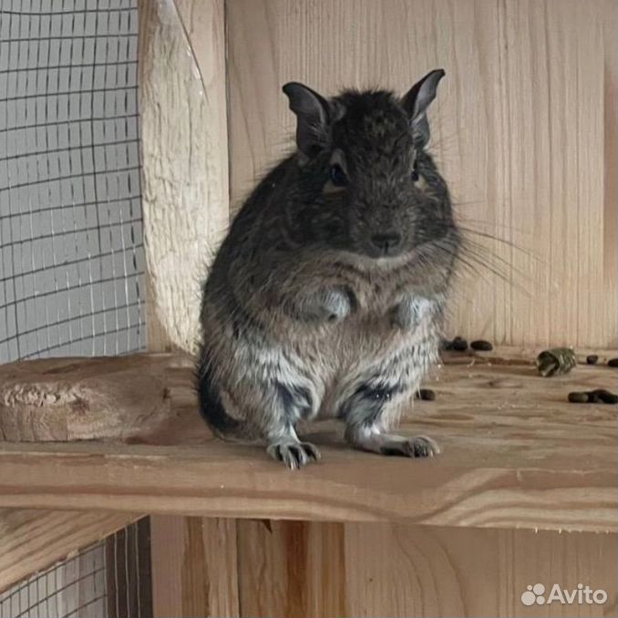 Чилийская белка дегу