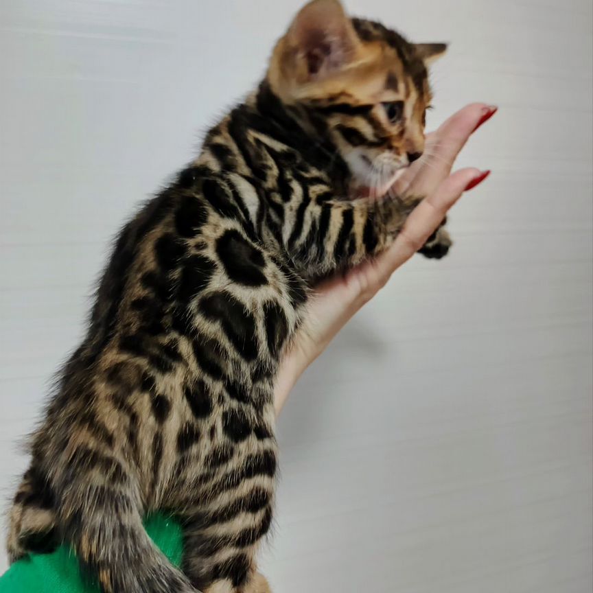 Бенгальские котята