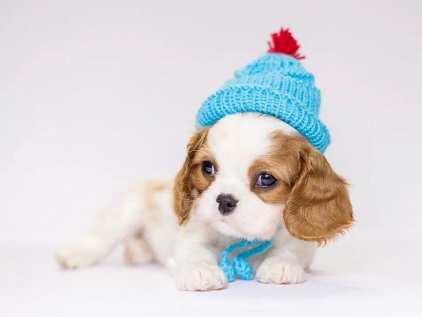 Малыши кавалер кинг чарльз спаниель