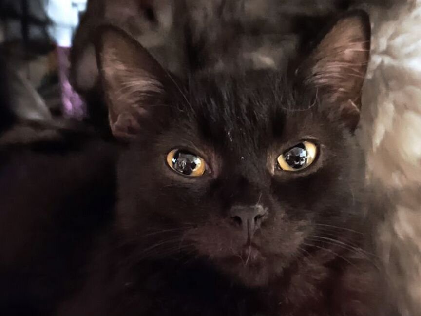 Котенок в добрые руки