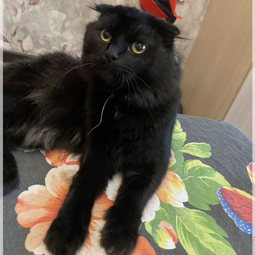 Шотландский вислоухий длинношёрстный кот, взрослый